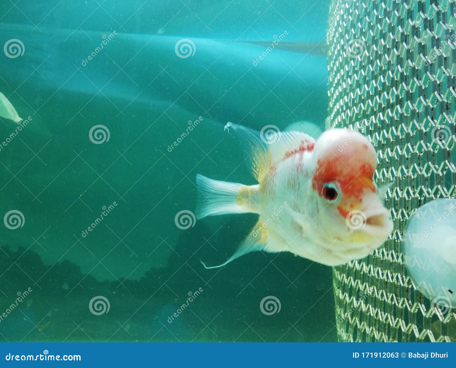 Monkey face fish albino stock image. Image of monkey - 171912063