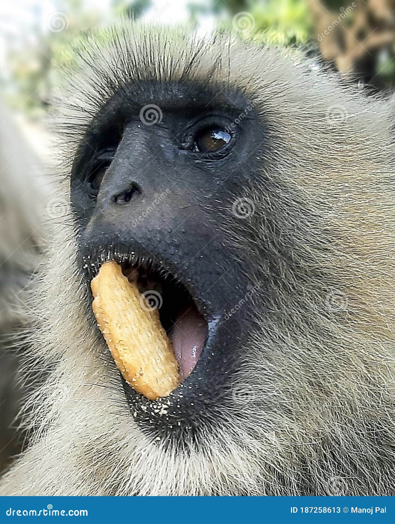 FUNNY MONKEY FACE stock image. Image of primate, sight - 187258613