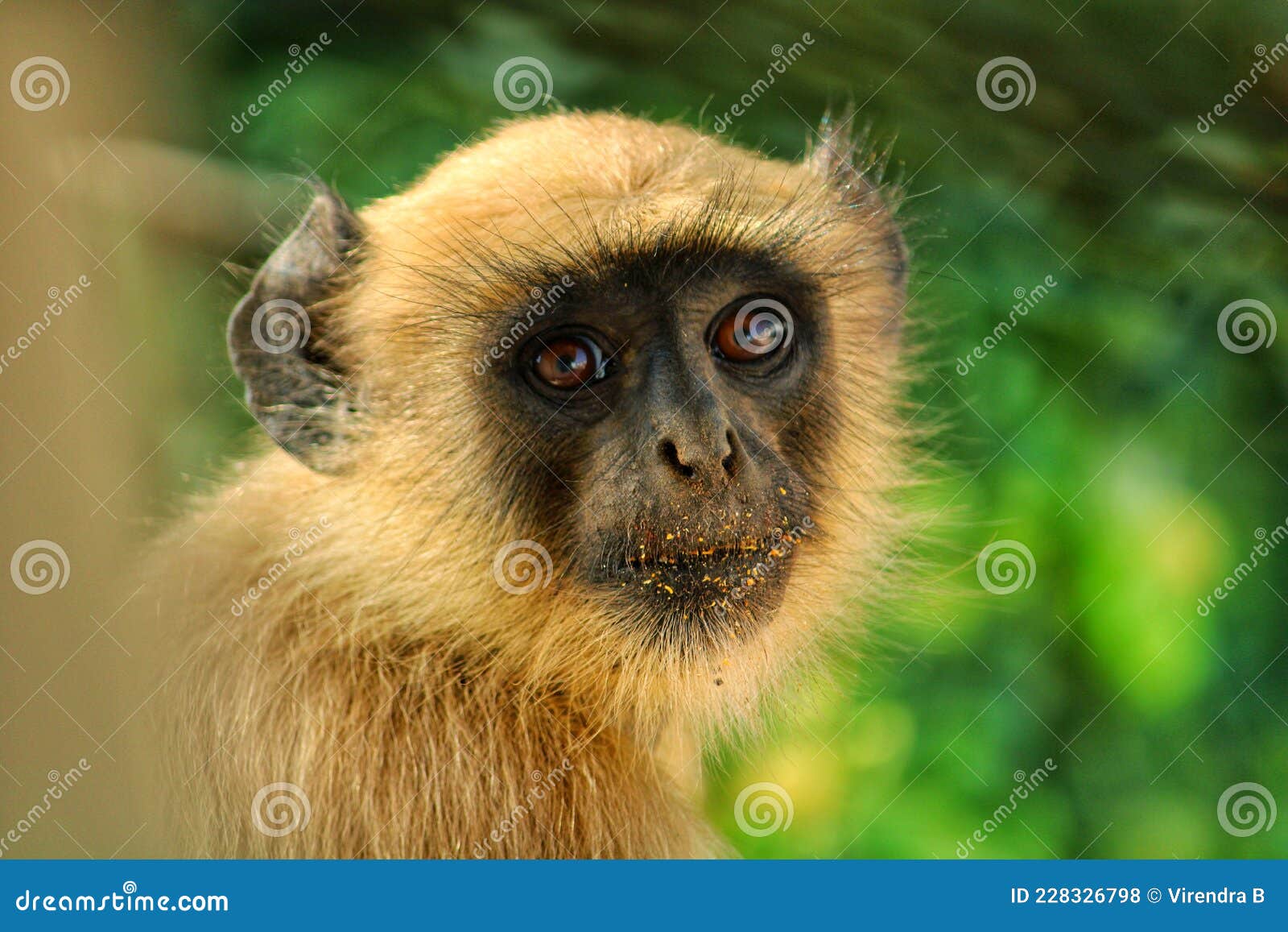 Monkey Face editorial stock photo. Image of animal, whiskers - 228326798