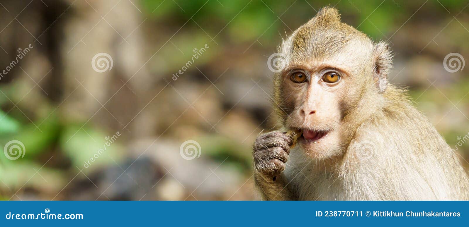 Monkey Face Looking To the Left and Space on the Left Side for Banner ...