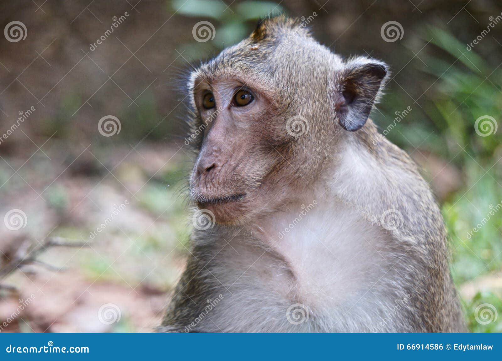 Monkey face stock photo. Image of travel, wild, exotic - 66914586