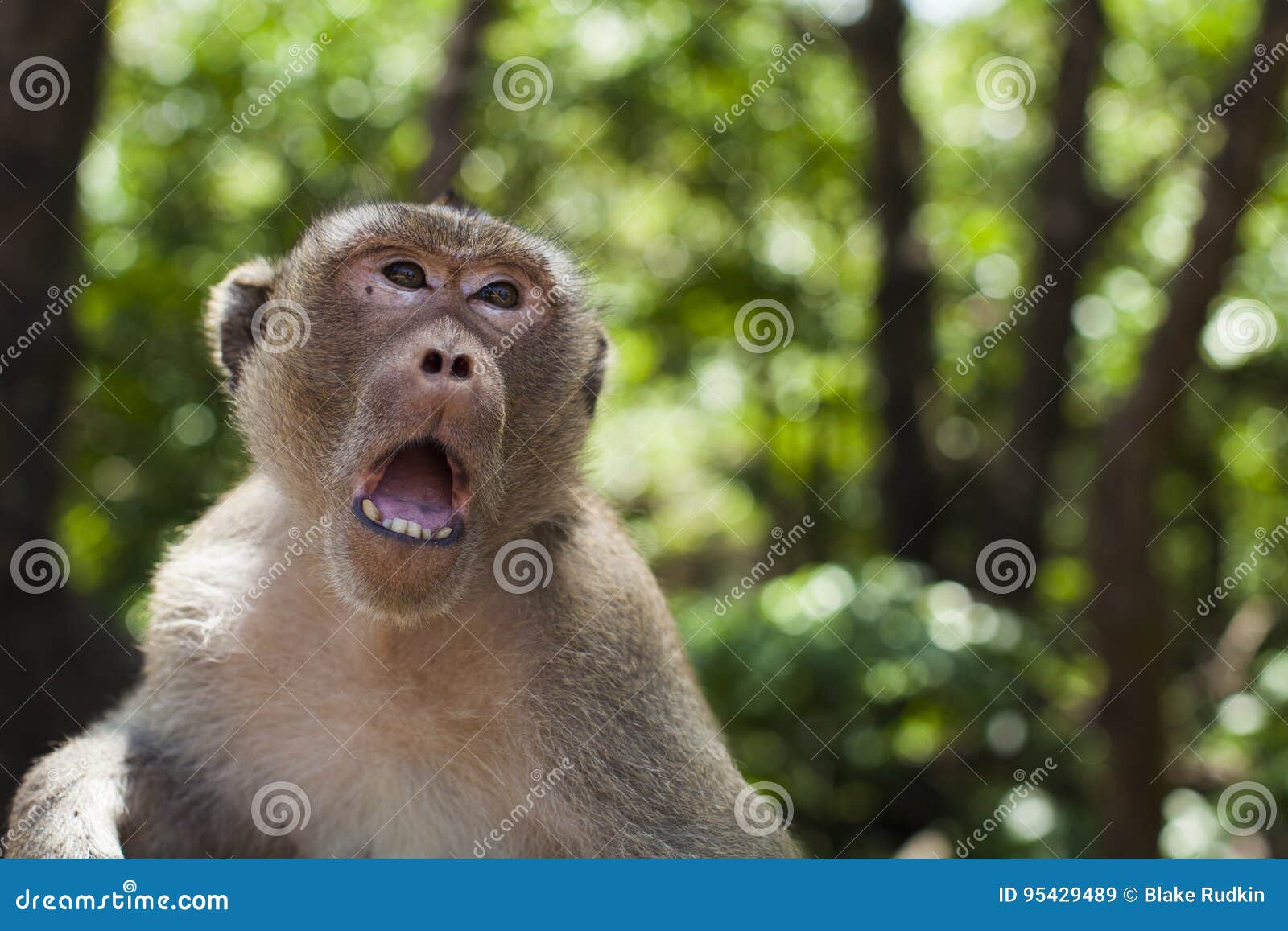 Monkey face stock image. Image of profile, animals, feeling - 95429489