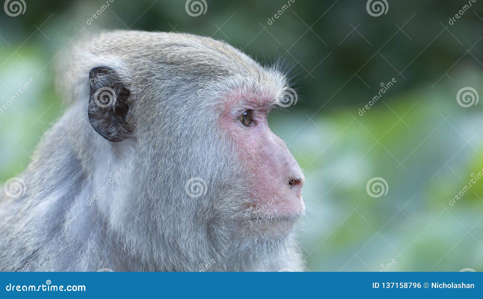 Monkey Face Portrait, Jungle Monkey Close Up Stock Photo - Image of ...