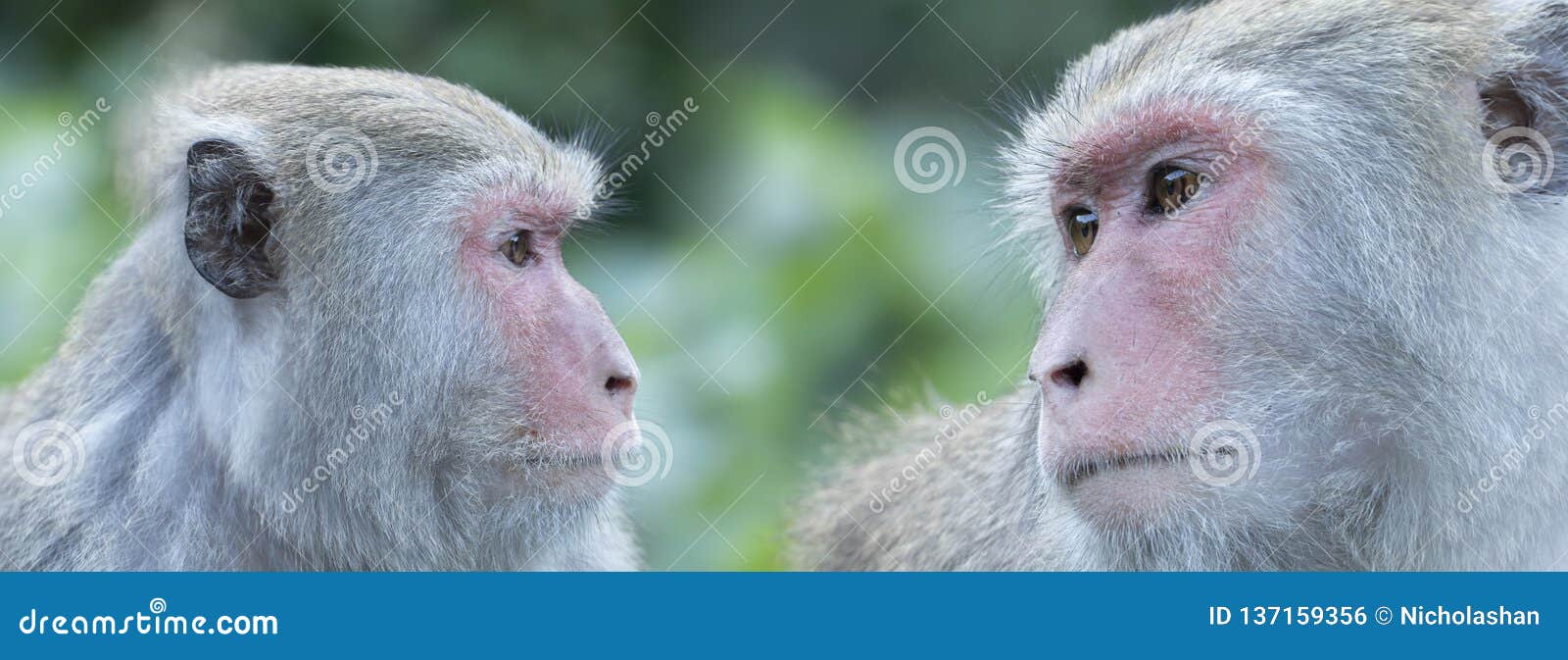 Monkey Face Portrait, Jungle Monkey Close Up Stock Photo - Image of ...