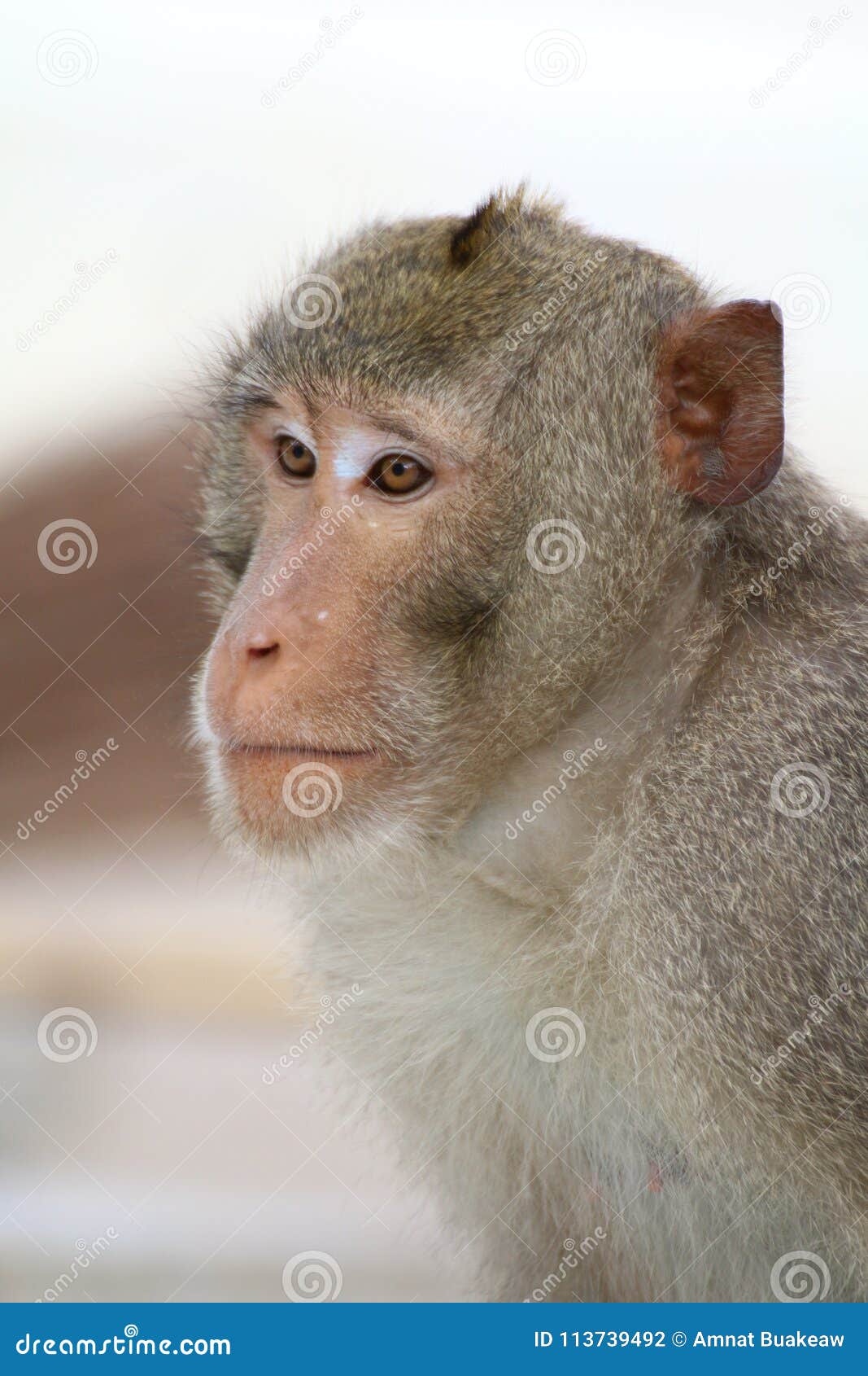 Monkey, Monkey Face Portrait, Jungle Monkey Close Up, Monkey Ape Stock ...
