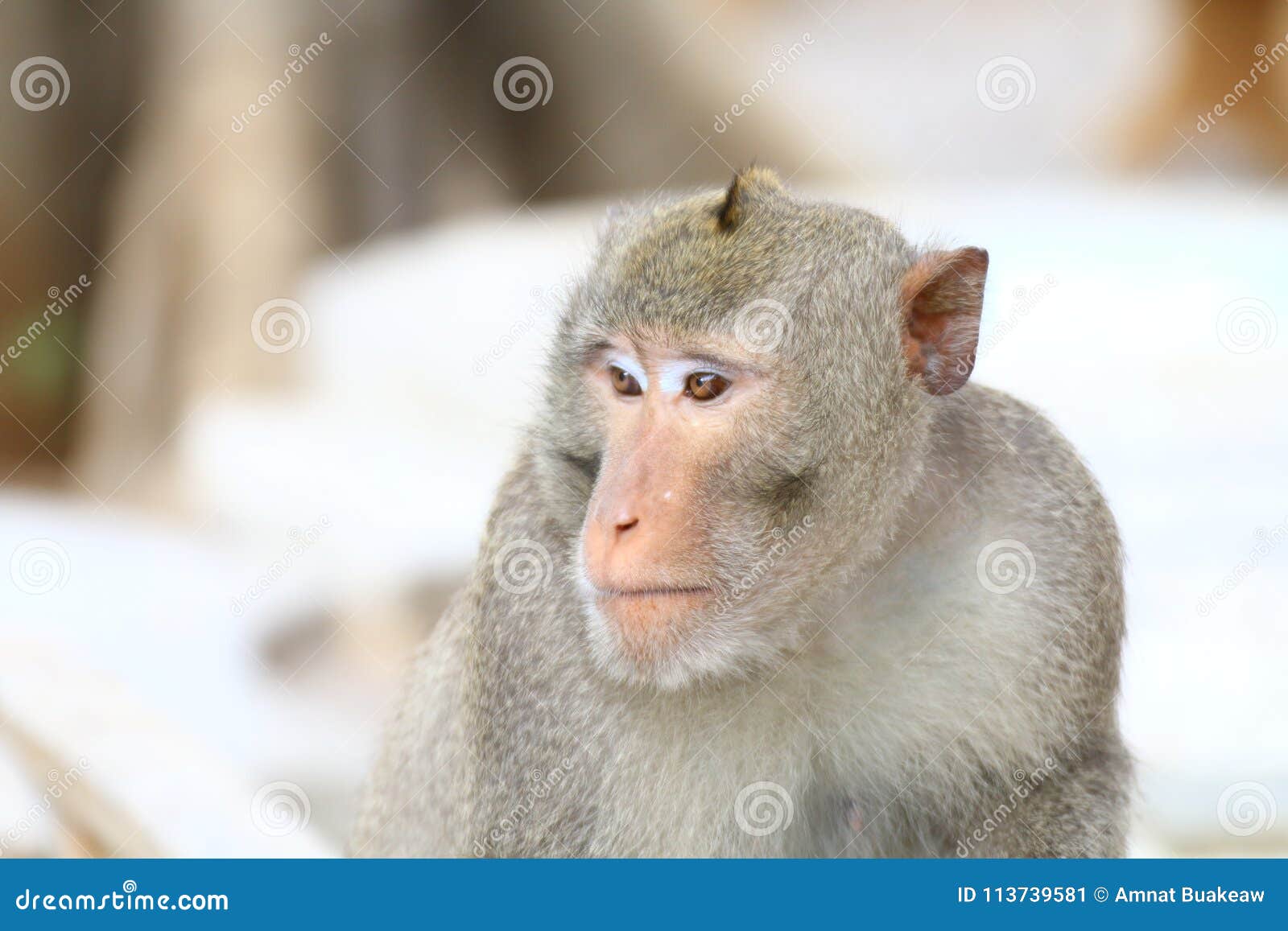 Monkey, Monkey Face Portrait, Jungle Monkey Close Up, Monkey Ape Stock ...