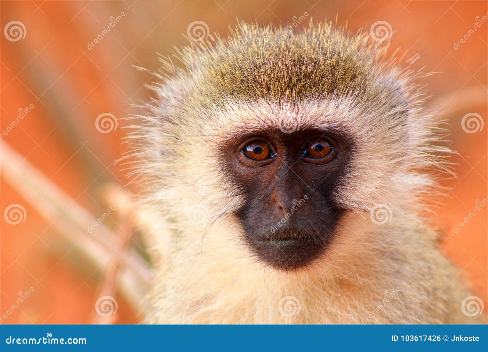Monkey Face in Savanna in Africa Stock Photo - Image of wilderness ...