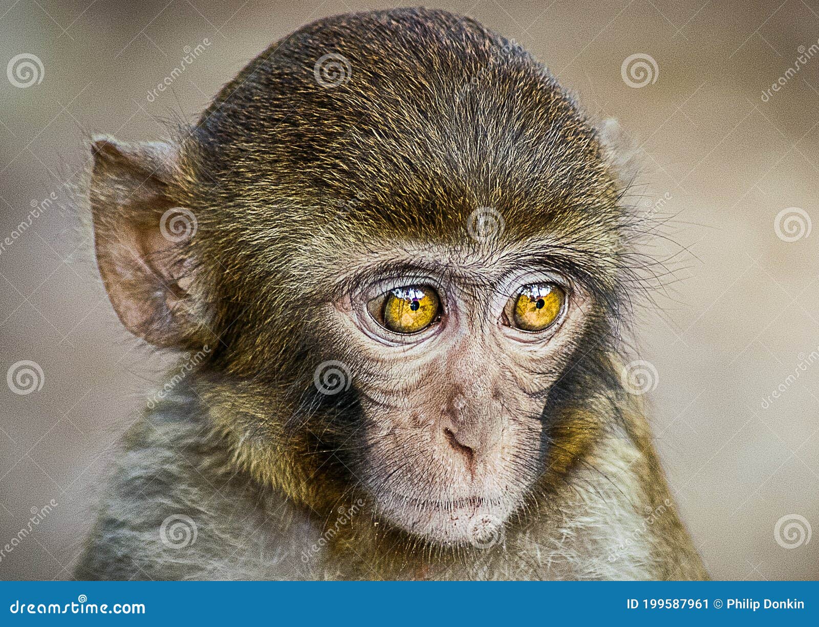 Monkey face stock image. Image of agriculture, exoskeleton - 199587961