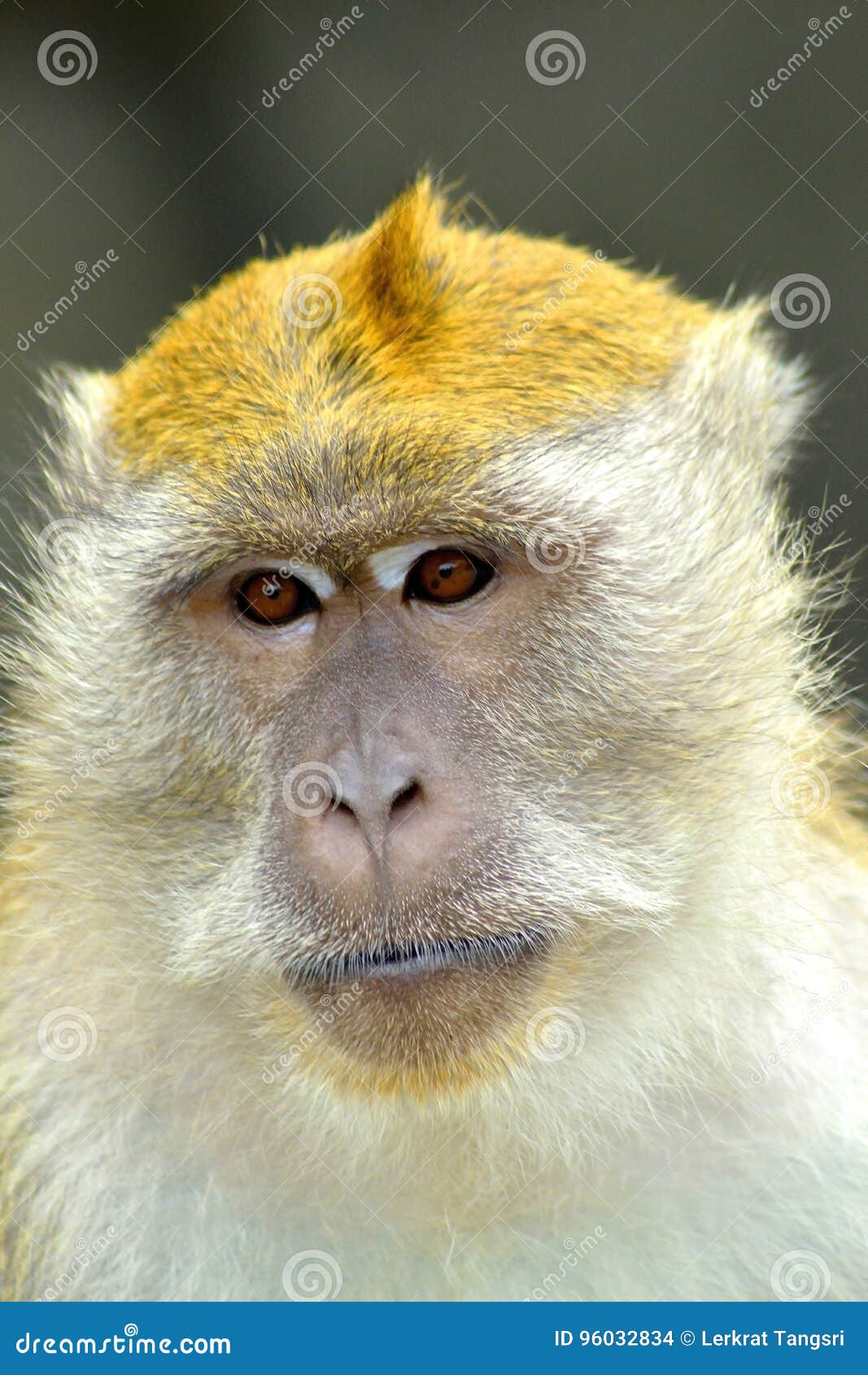 Monkey face stock photo. Image of jungle, baboon, nature - 96032834