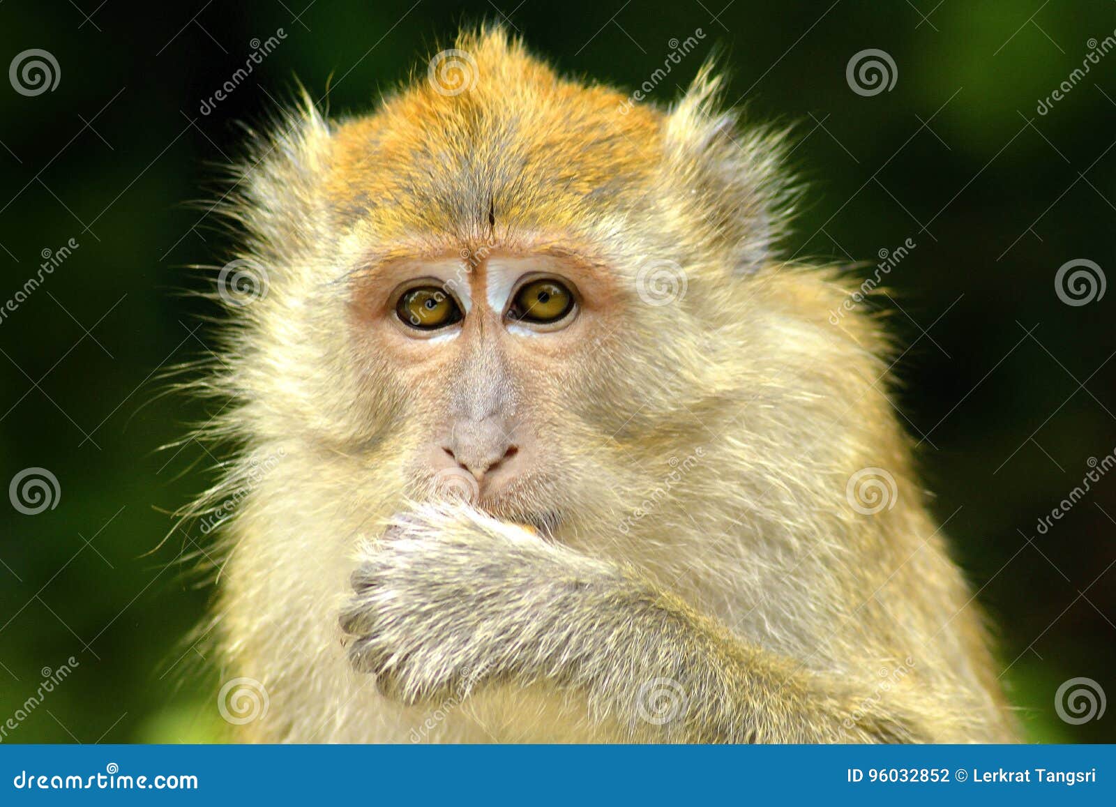 Monkey face 3 stock photo. Image of young, eyes, cute - 96032852
