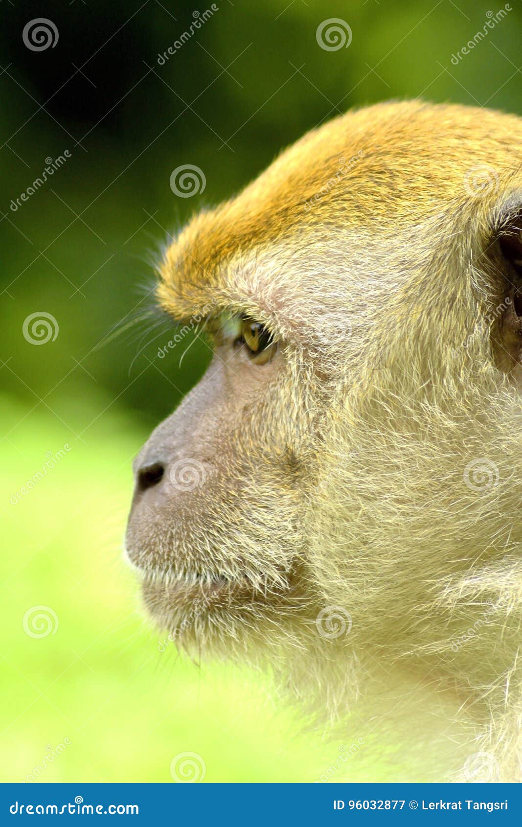 Monkey face 2 stock image. Image of face, alpaca, head - 96032877
