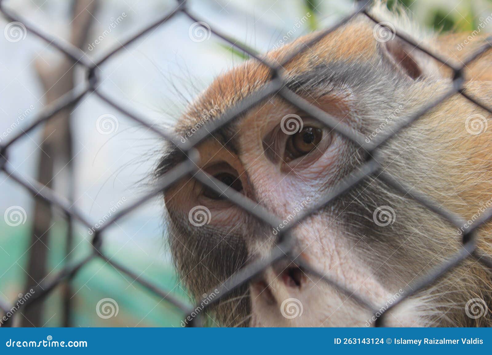 Monkey Faces Close Up Angle Stock Photo - Image of primate, wildlife ...