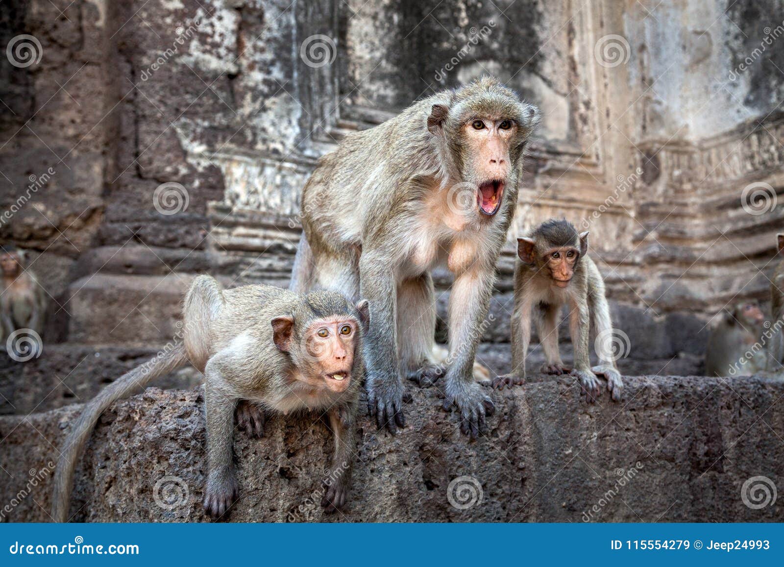 Monkey familery action. stock image. Image of cute, thailand - 115554279