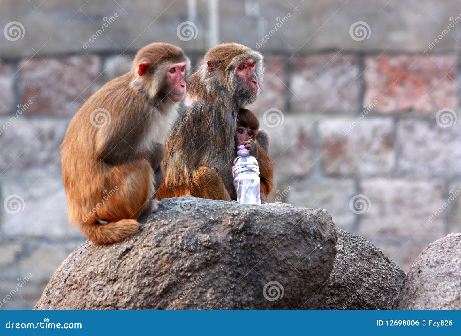 Monkey family stock photo. Image of secure, creature - 12698006