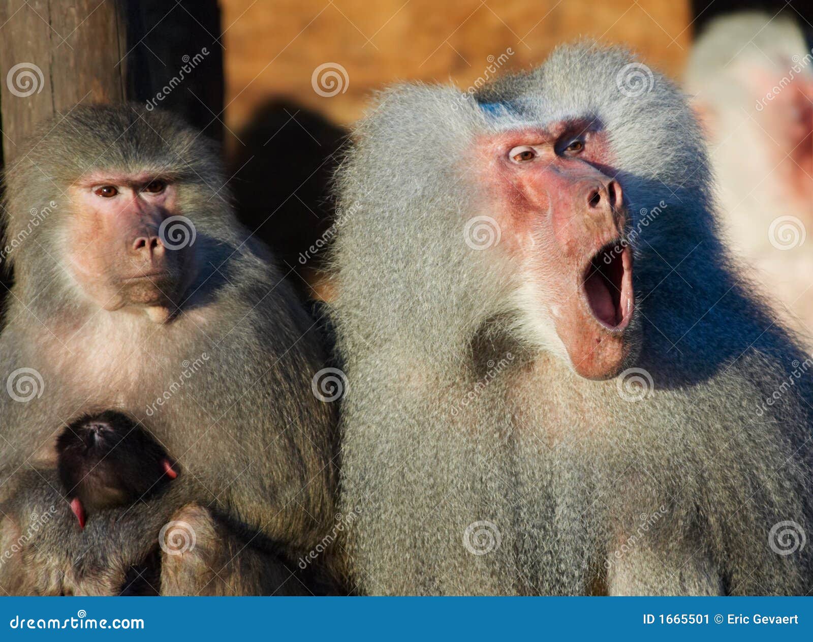 Monkey Family In A Hindu Temple Royalty-Free Stock Photography ...