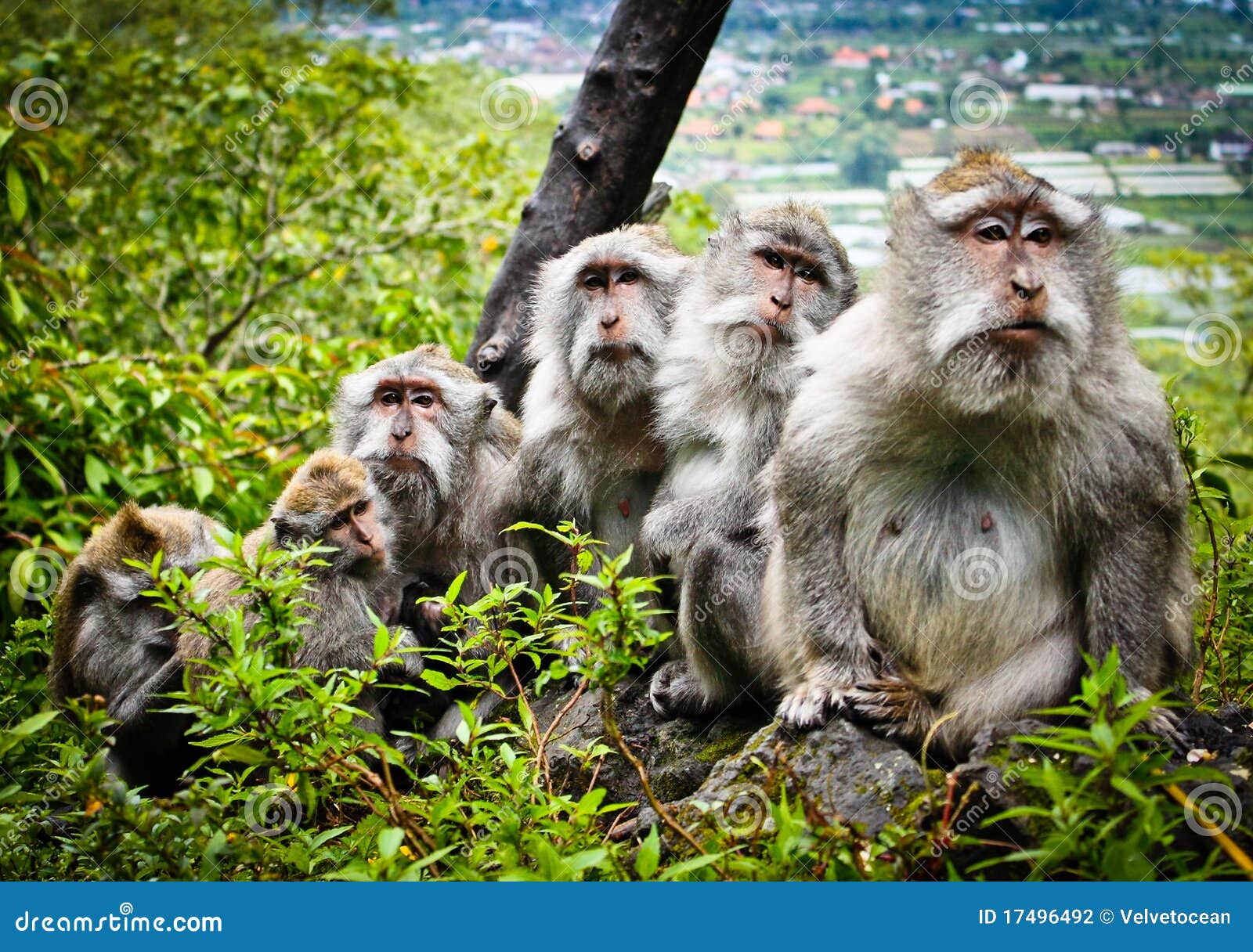 Monkey Family Sitting On A Tree In A Jungle On A Beach Sea View Stock ...