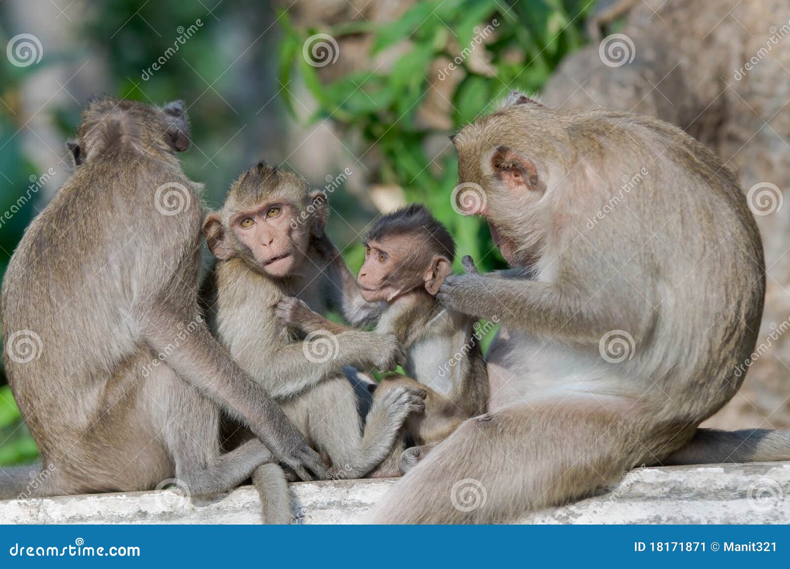 Monkey family. stock image. Image of wildlife, mother - 18171871