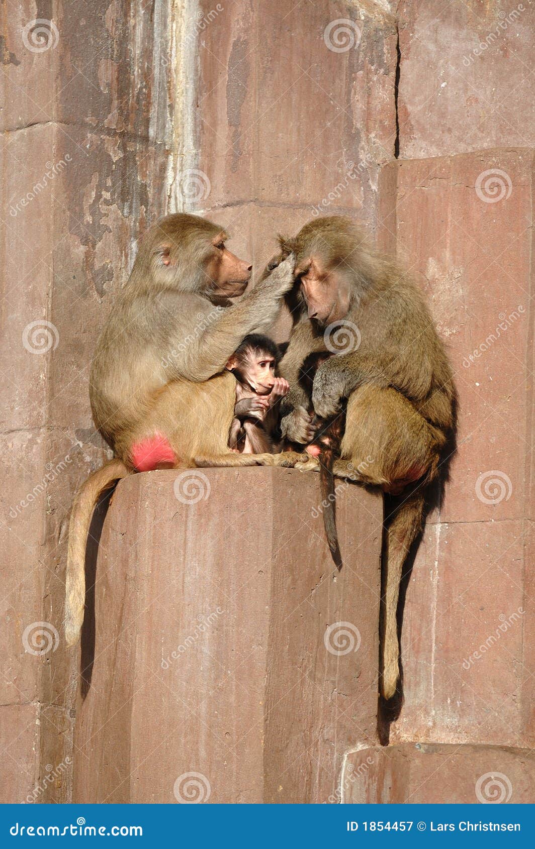 Monkey family stock image. Image of animals, baby, chimpanzee - 1854457