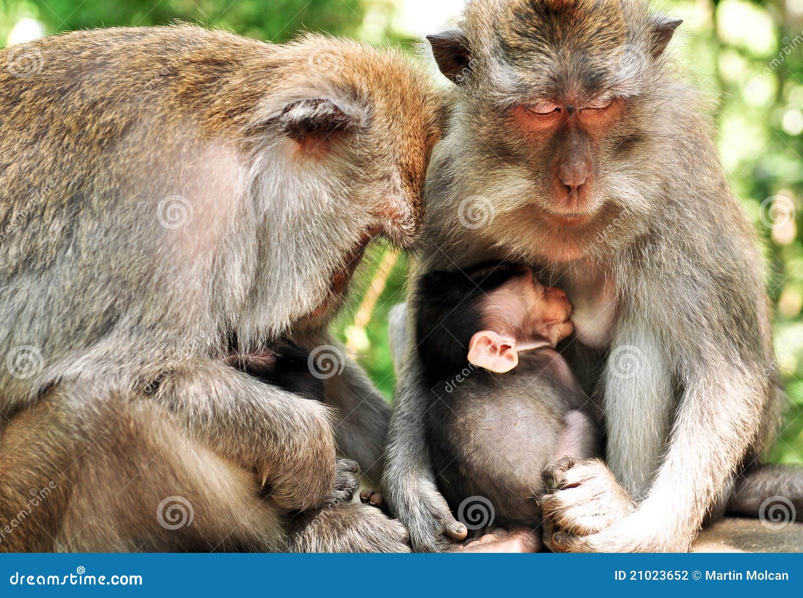 Monkey family stock photo. Image of bali, calm, forrest - 21023652