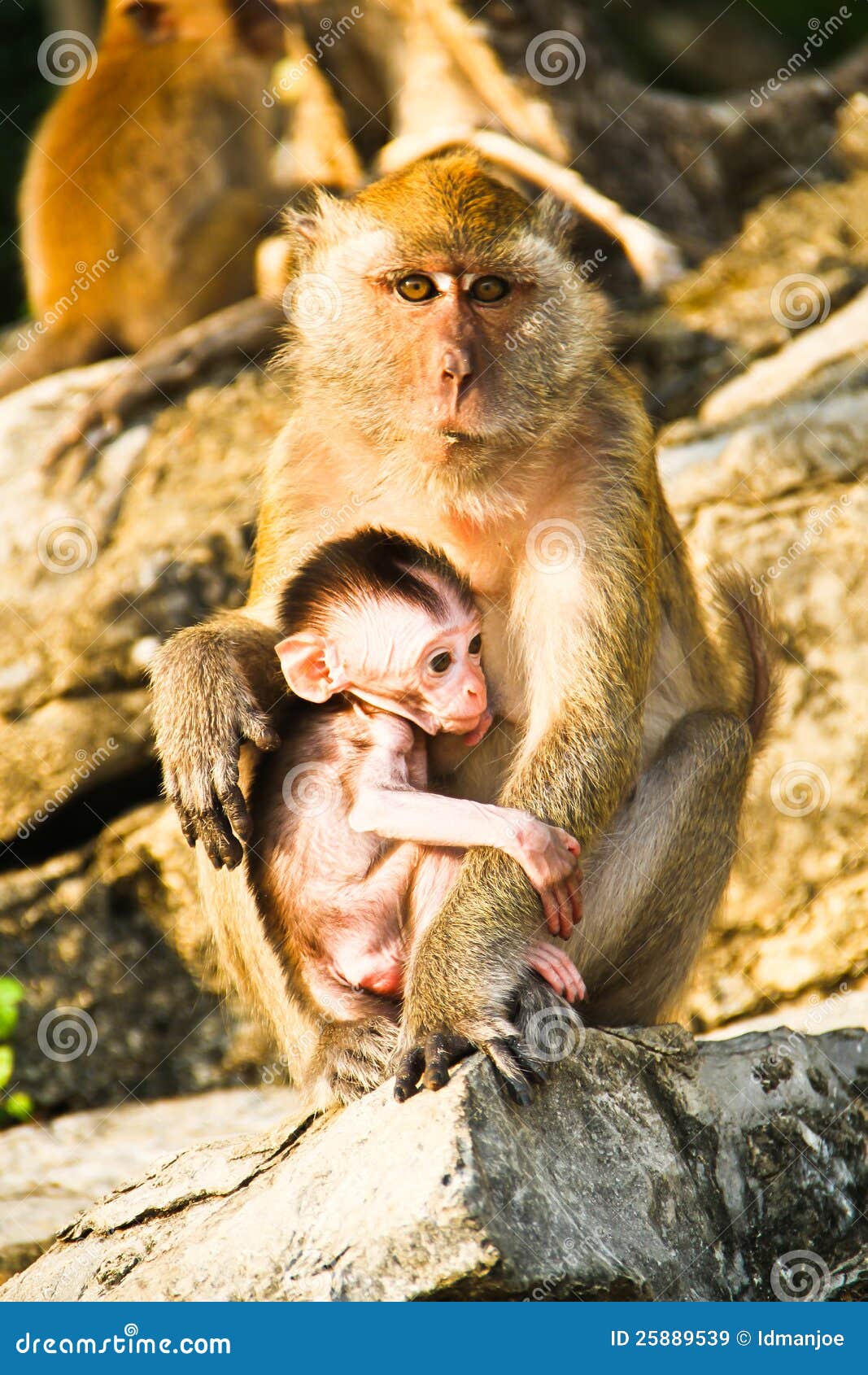 Monkey family stock image. Image of simian, female, expressive - 25889539