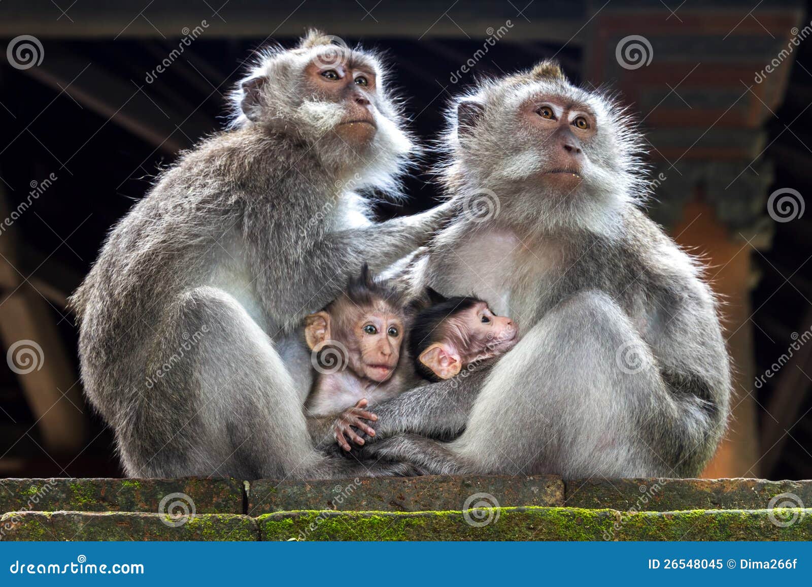 Monkey family stock image. Image of suckle, tender, nurse - 26548045