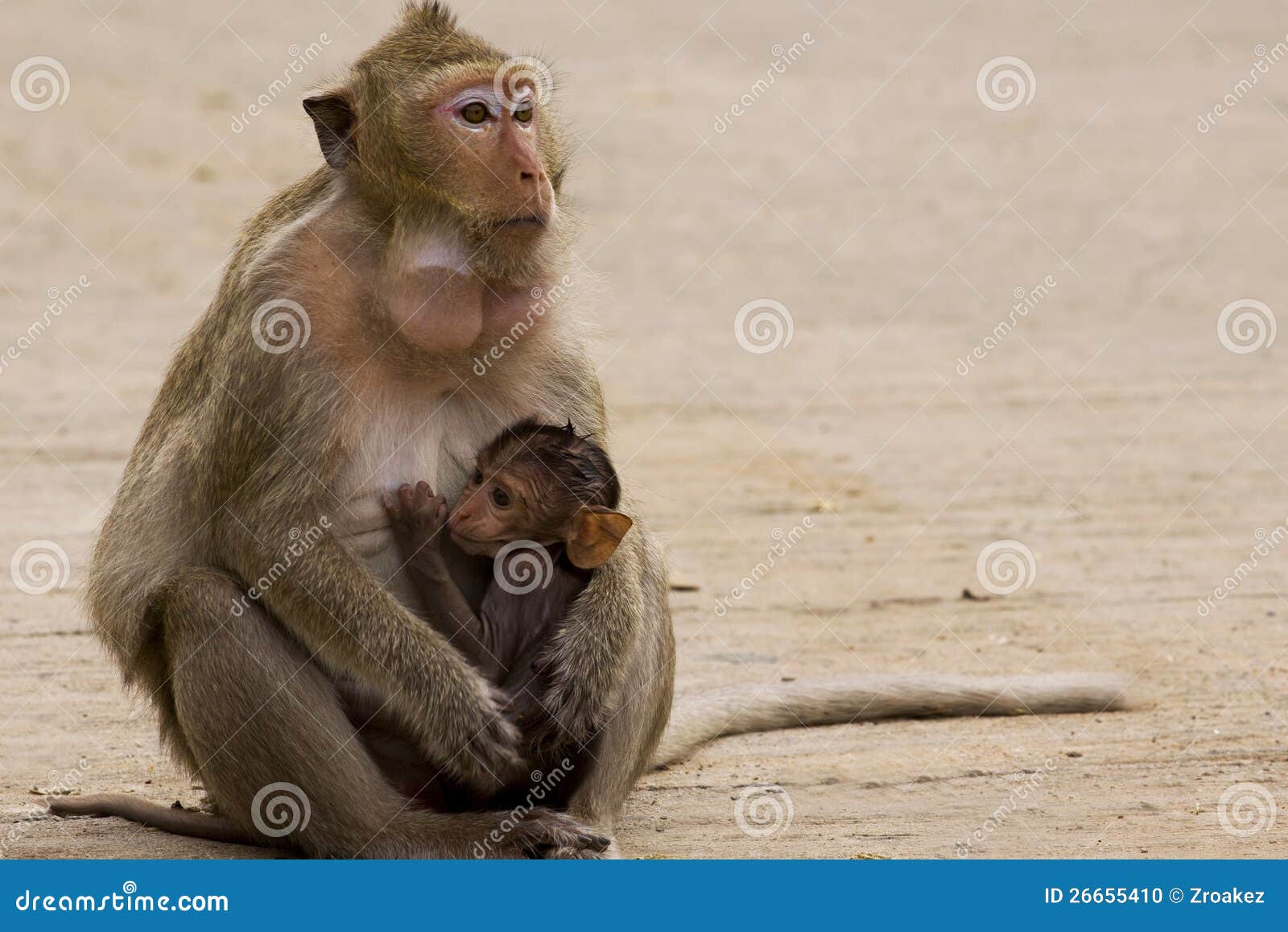 Monkey family stock photo. Image of cute, camera, face - 26655410