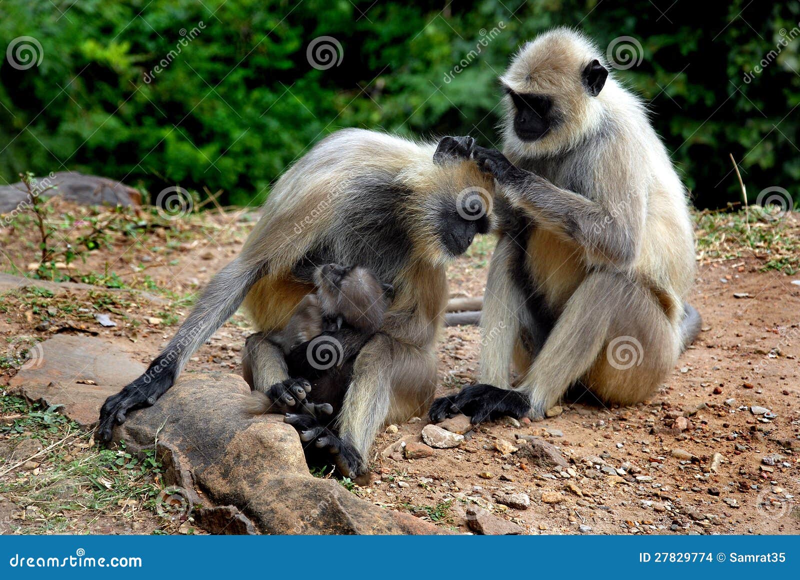 Monkey Family stock photo. Image of family, mandrill - 27829774