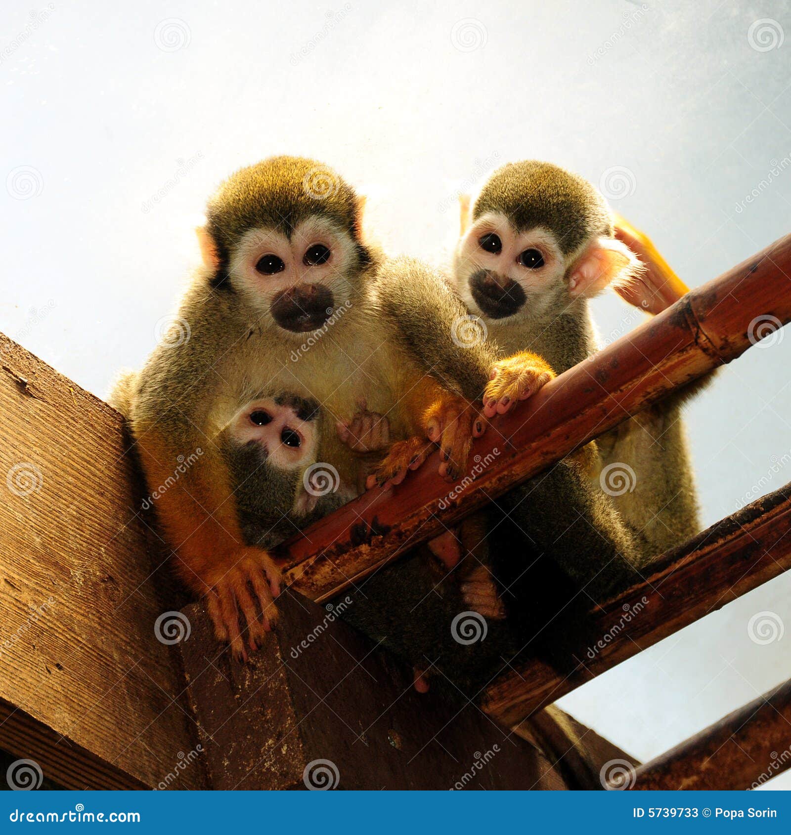 Monkey Family Sitting On A Tree In A Jungle On A Beach Sea View Stock ...