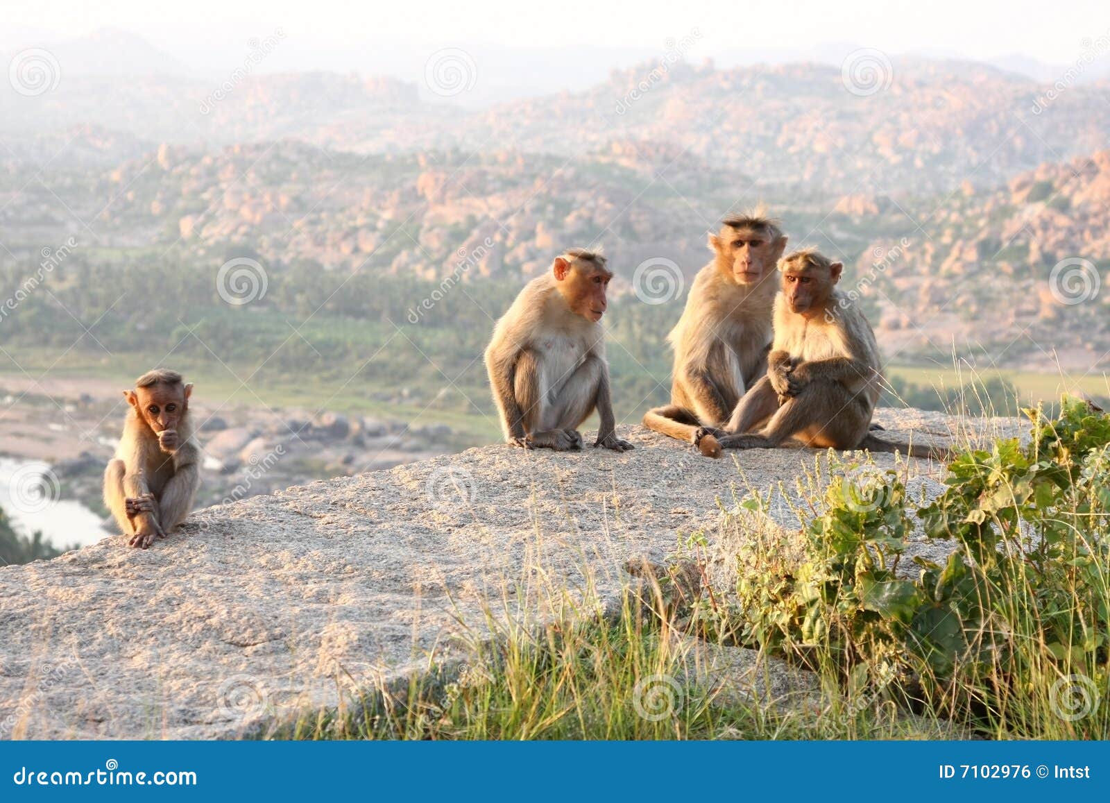 Monkey family stock photo. Image of bond, gathered, furry - 7102976