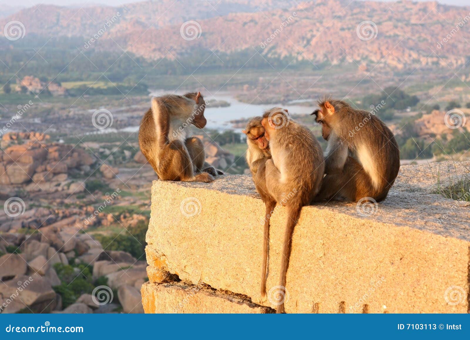 Monkey family stock image. Image of child, karnataka, landscape - 7103113