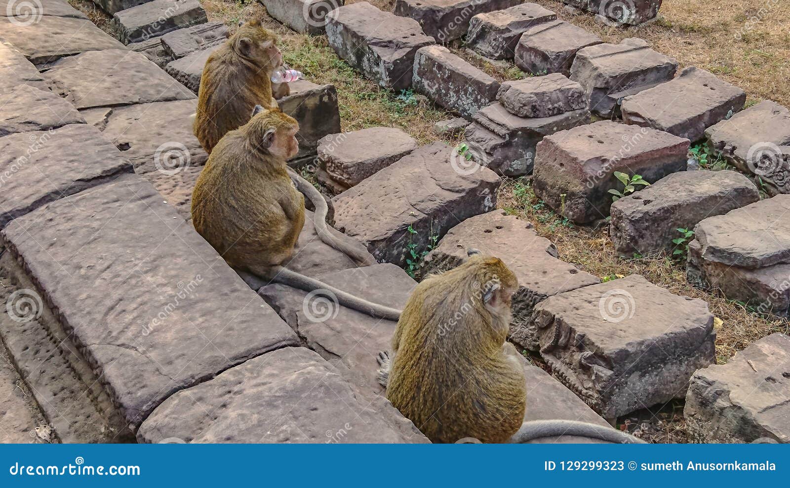 Monkey Family in Angkor Wat Stock Image - Image of animal, baby: 129299323