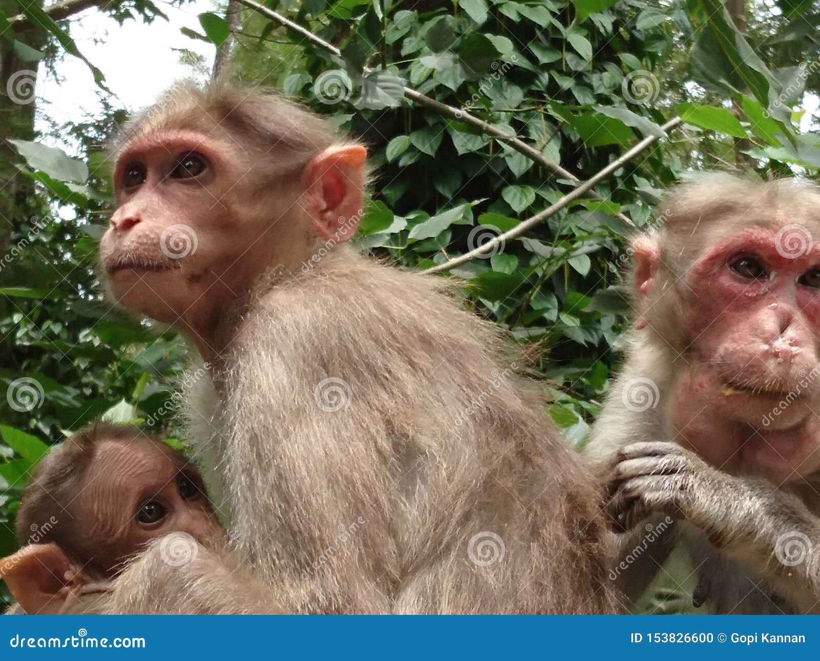 MONKEY FAMILY stock photo. Image of monkeys, cute, family - 153826600