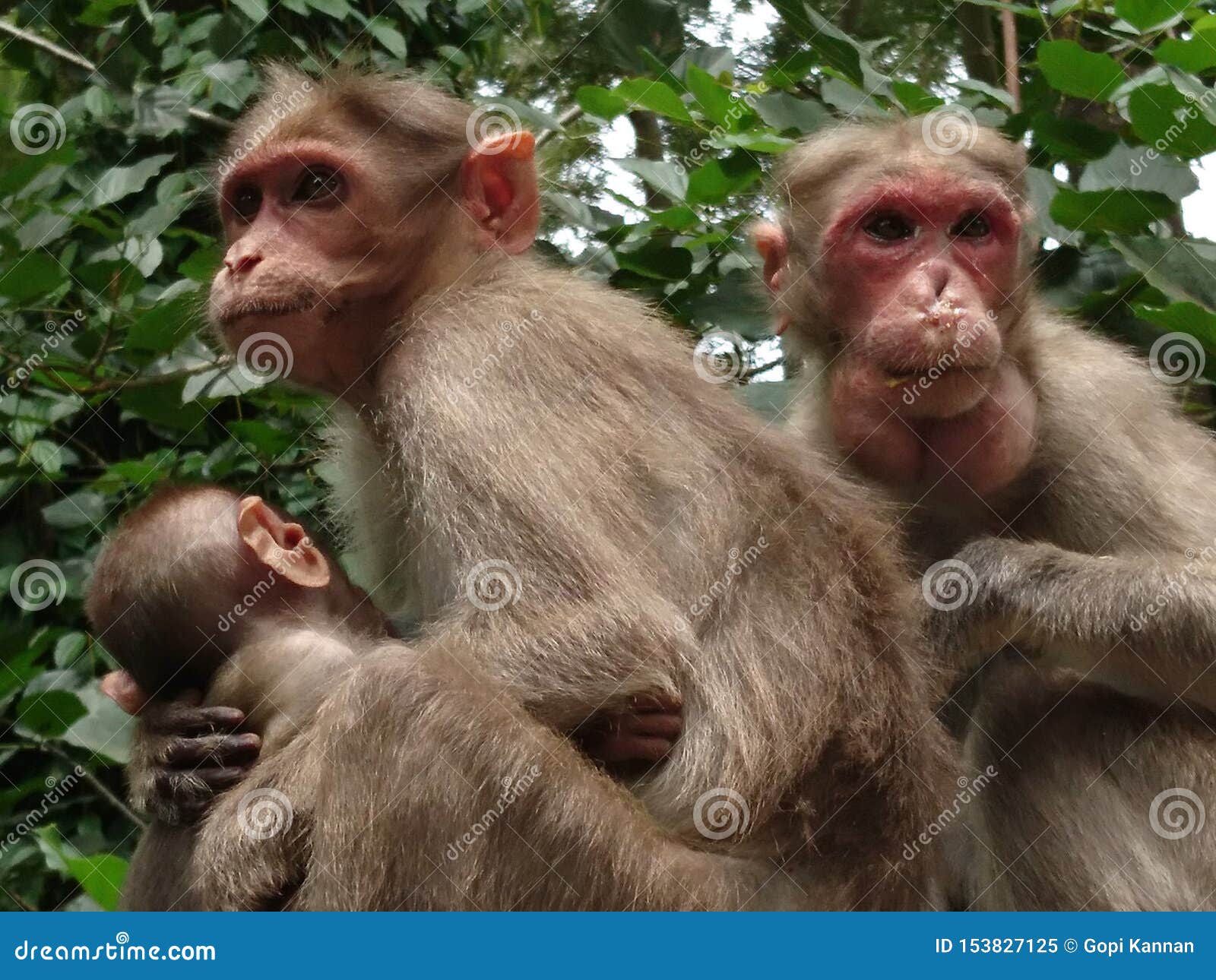 MONKEY with FAMILY stock image. Image of family, wild - 153827125