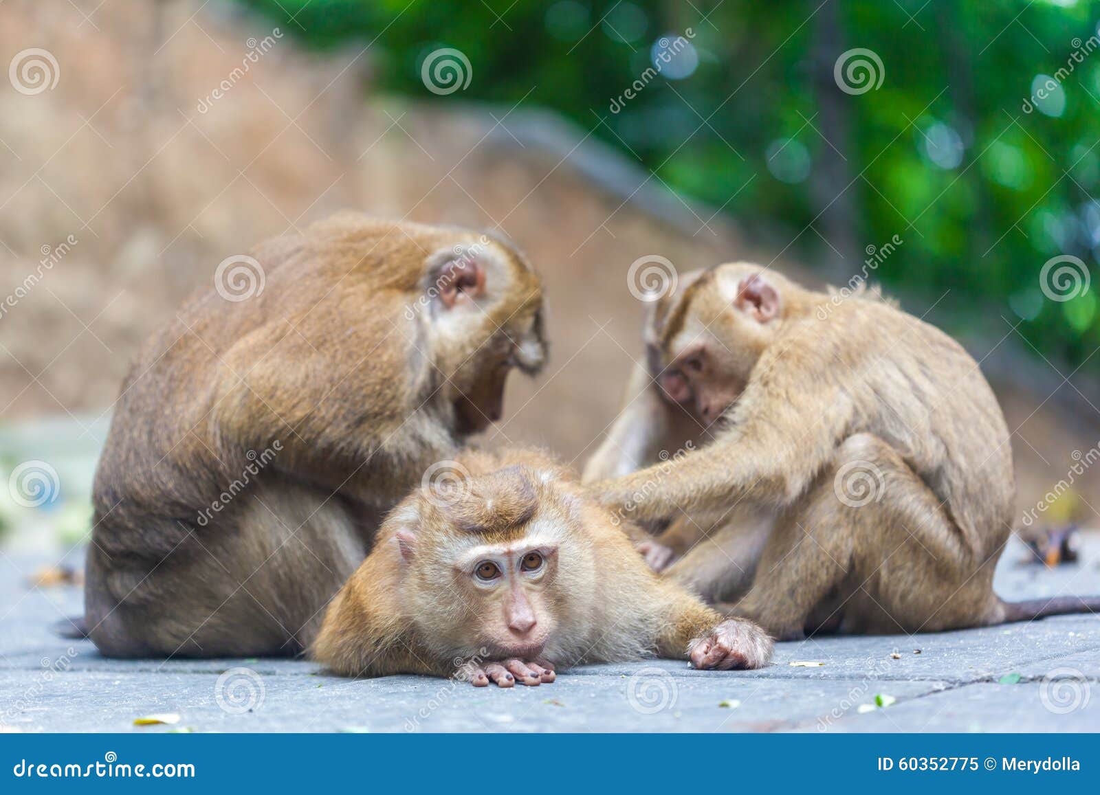 Monkey family stock image. Image of friendship, family - 60352775