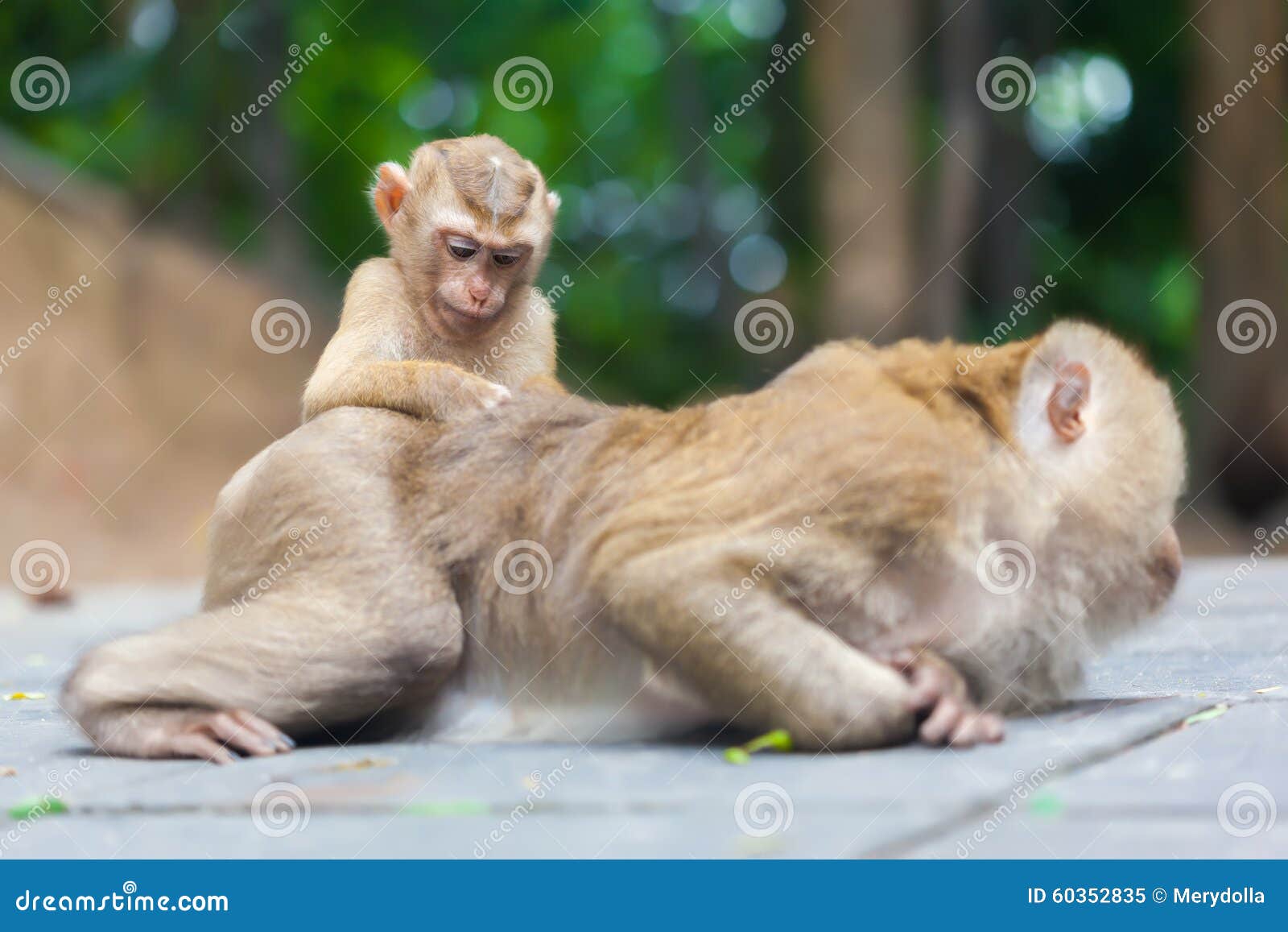 Monkey family stock image. Image of creature, animal - 60352835