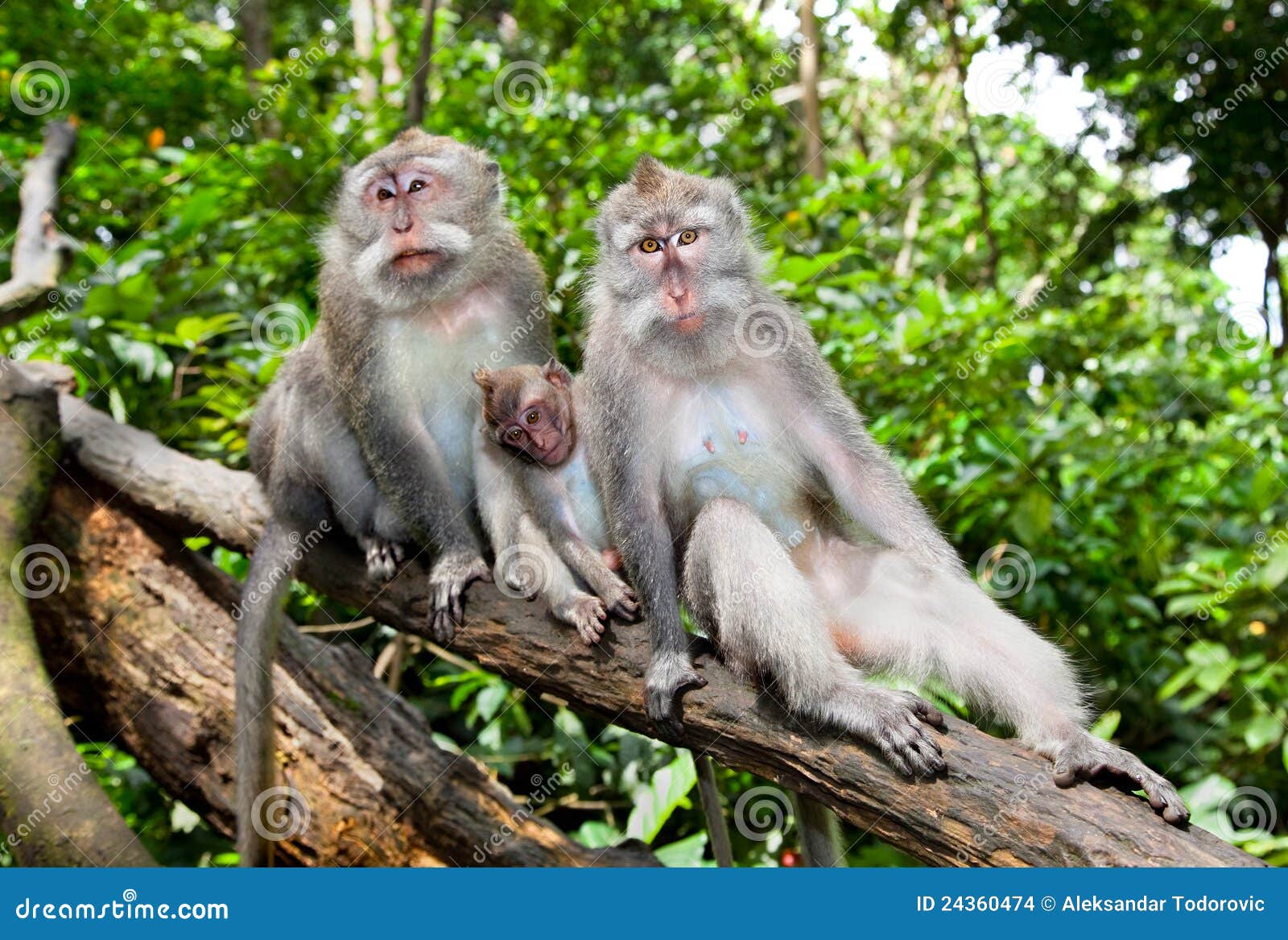 Monkey Family Stock Photo | CartoonDealer.com #127438458