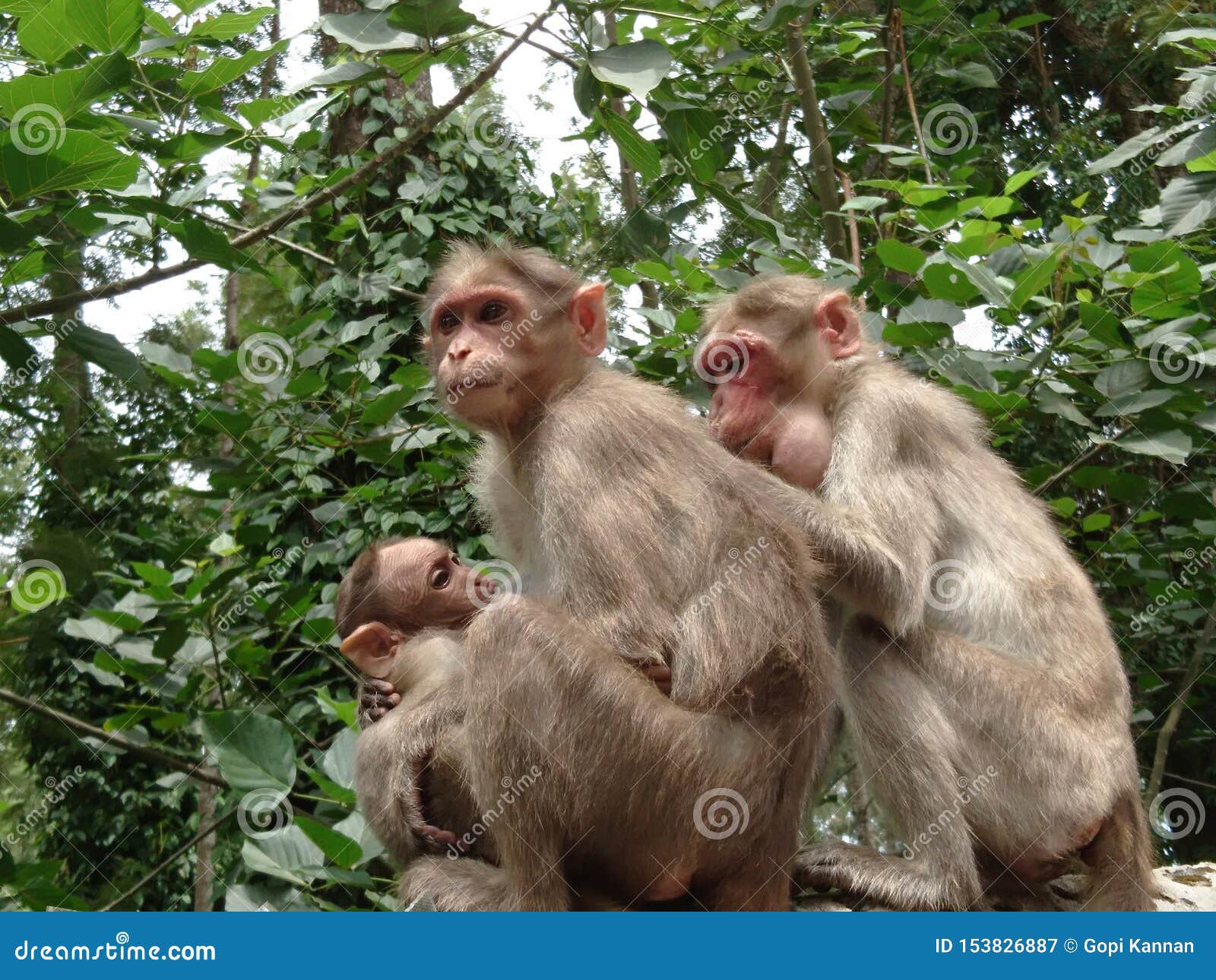 MONKEY with FAMILY stock image. Image of monkeys, monkey - 153826887