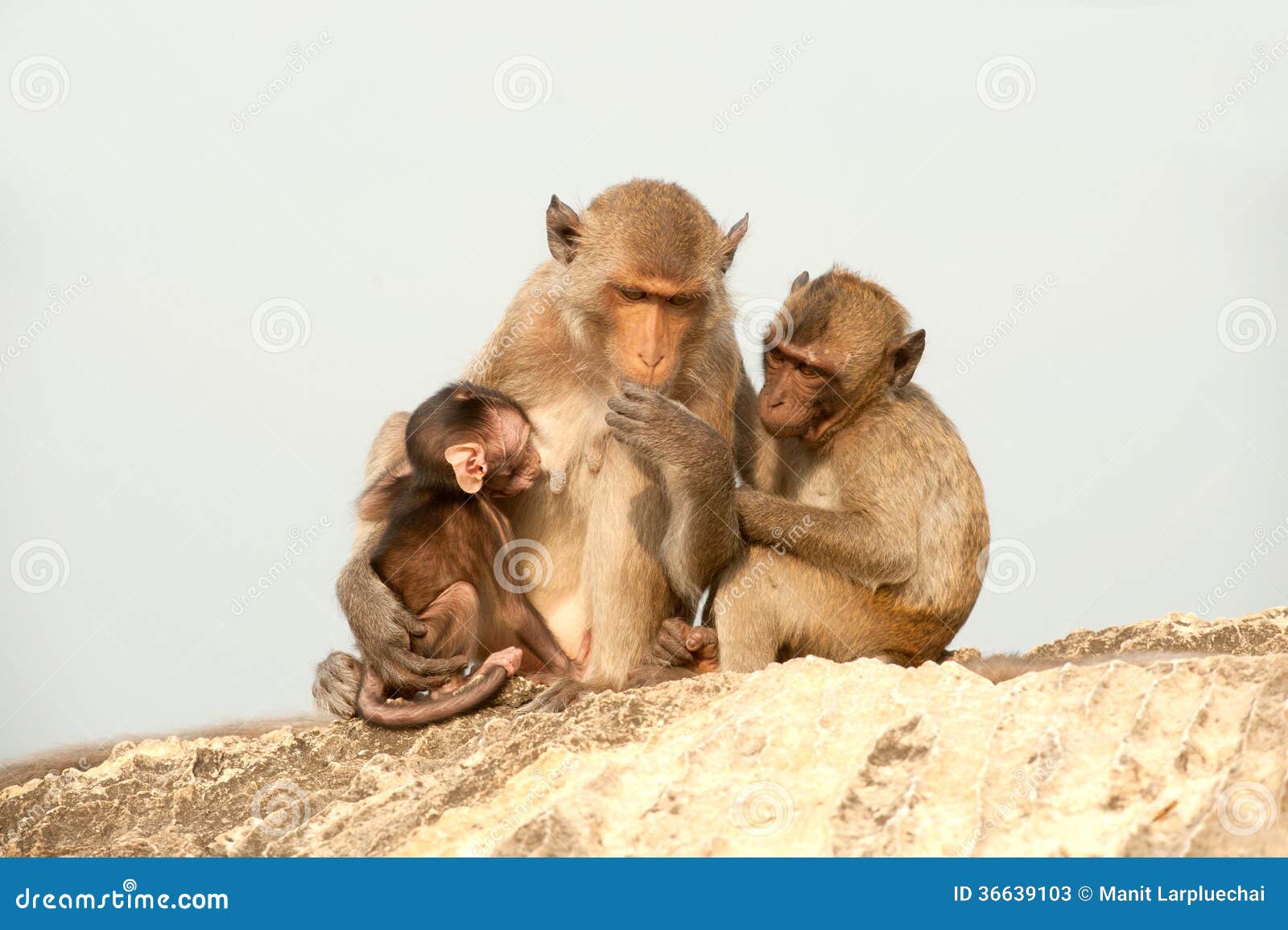 Monkey family . stock image. Image of concept, animal - 36639103