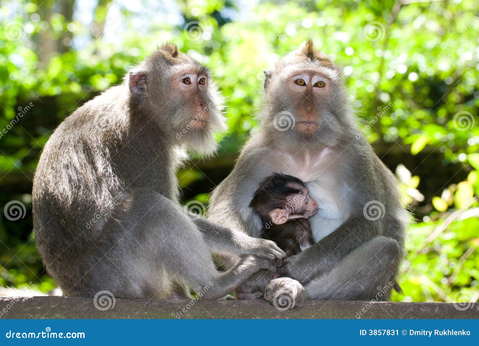 Monkey Family - Long Tailed Macaques Stock Image - Image of animal ...