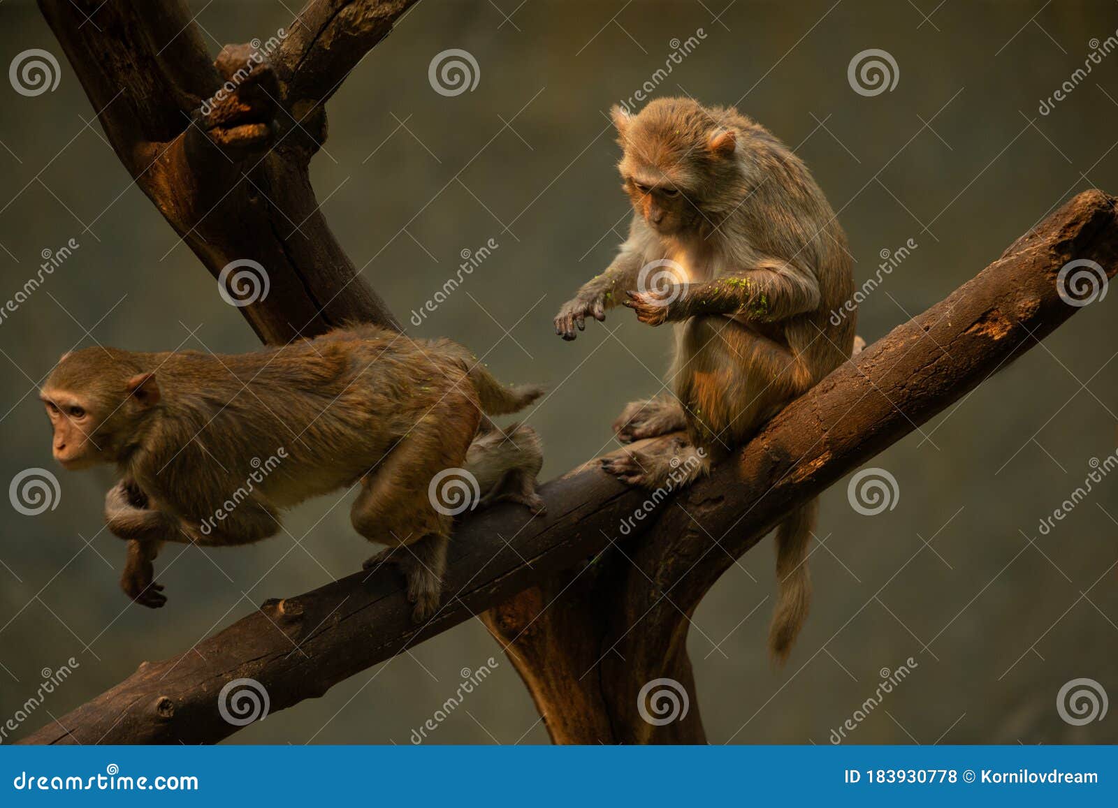 Monkey family on branch stock photo. Image of insect - 183930778