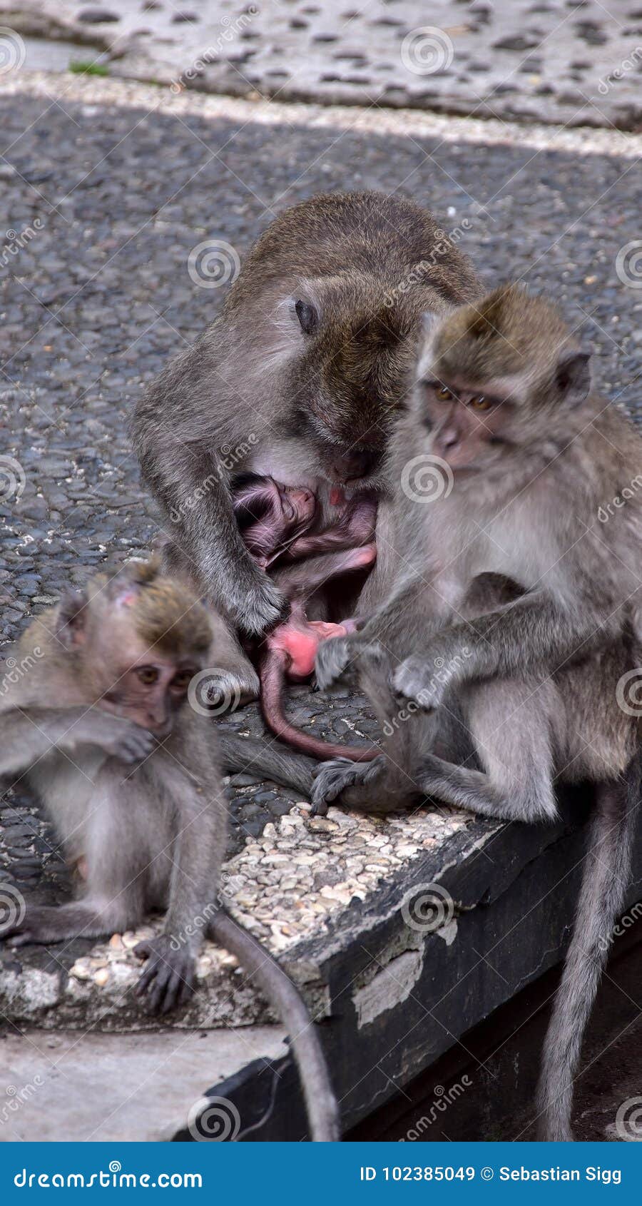 Ronky Stock Photos - Free & Royalty-Free Stock Photos from Dreamstime