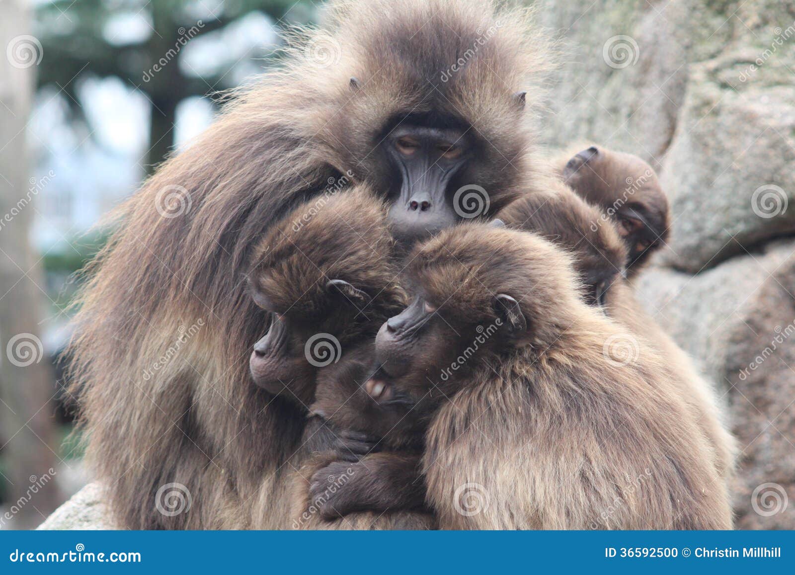 Monkey Family stock photo. Image of love, family, monkeys - 36592500