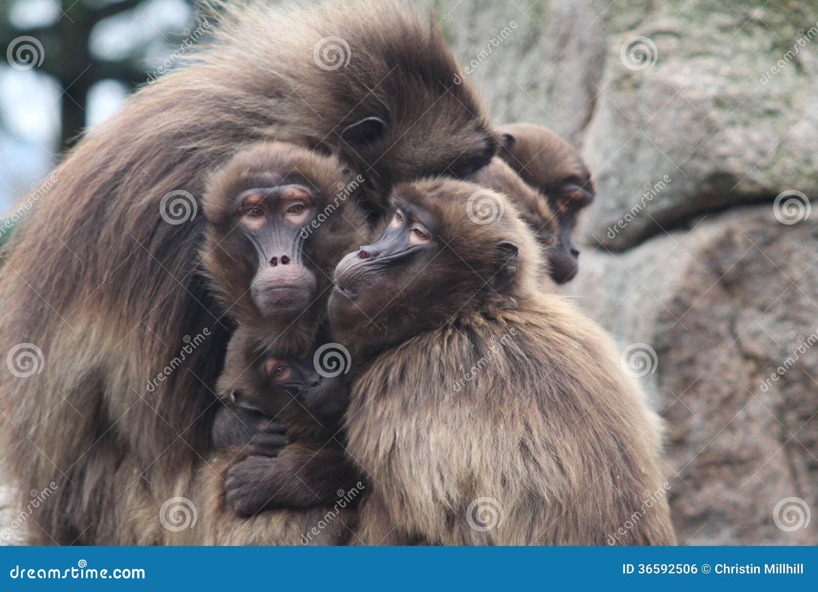 Monkey Family stock photo. Image of baby, winter, family - 36592506
