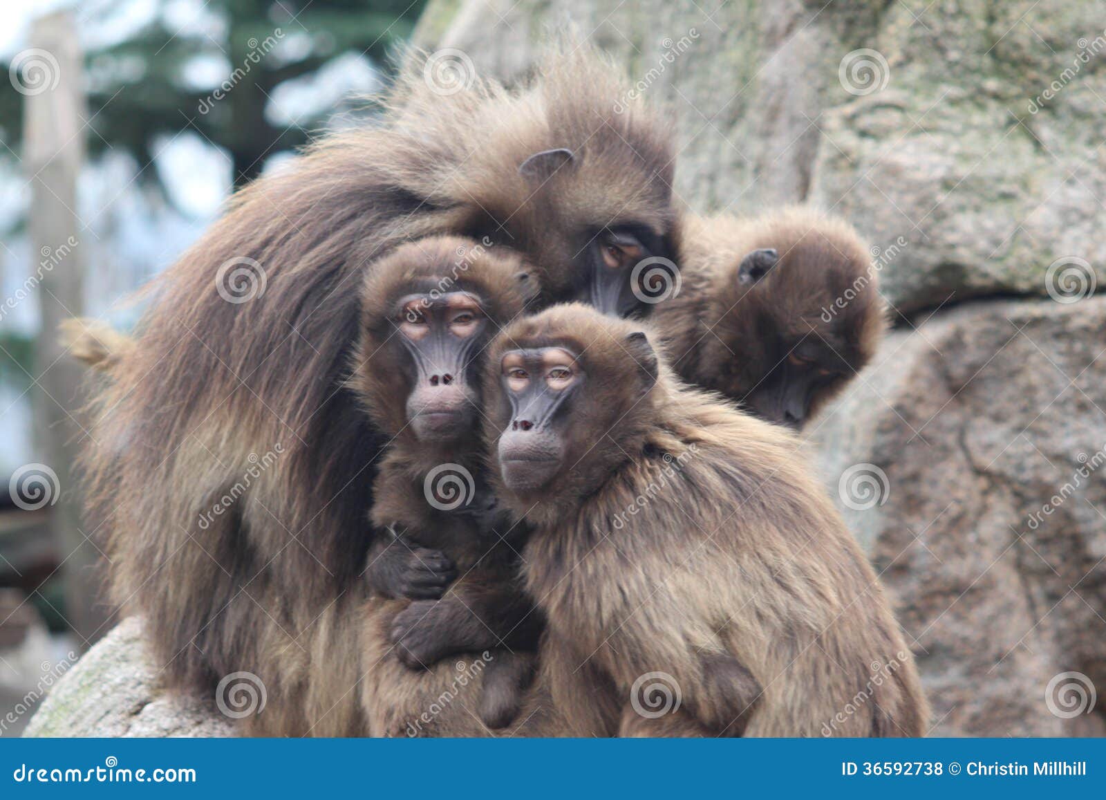 Monkey Family stock photo. Image of hugging, baby, love - 36592738