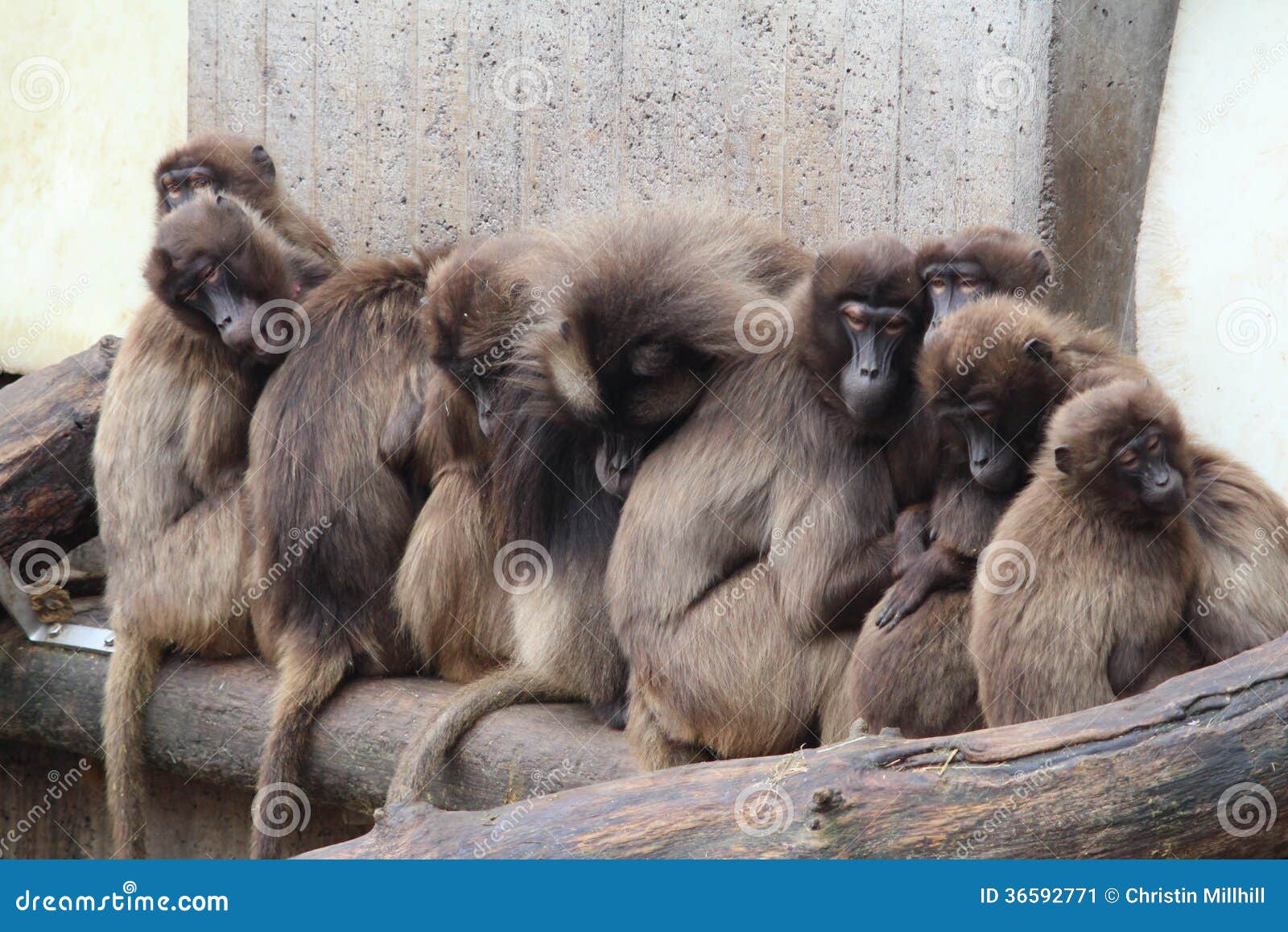 Monkey Family stock image. Image of monkey, family, animal - 36592771