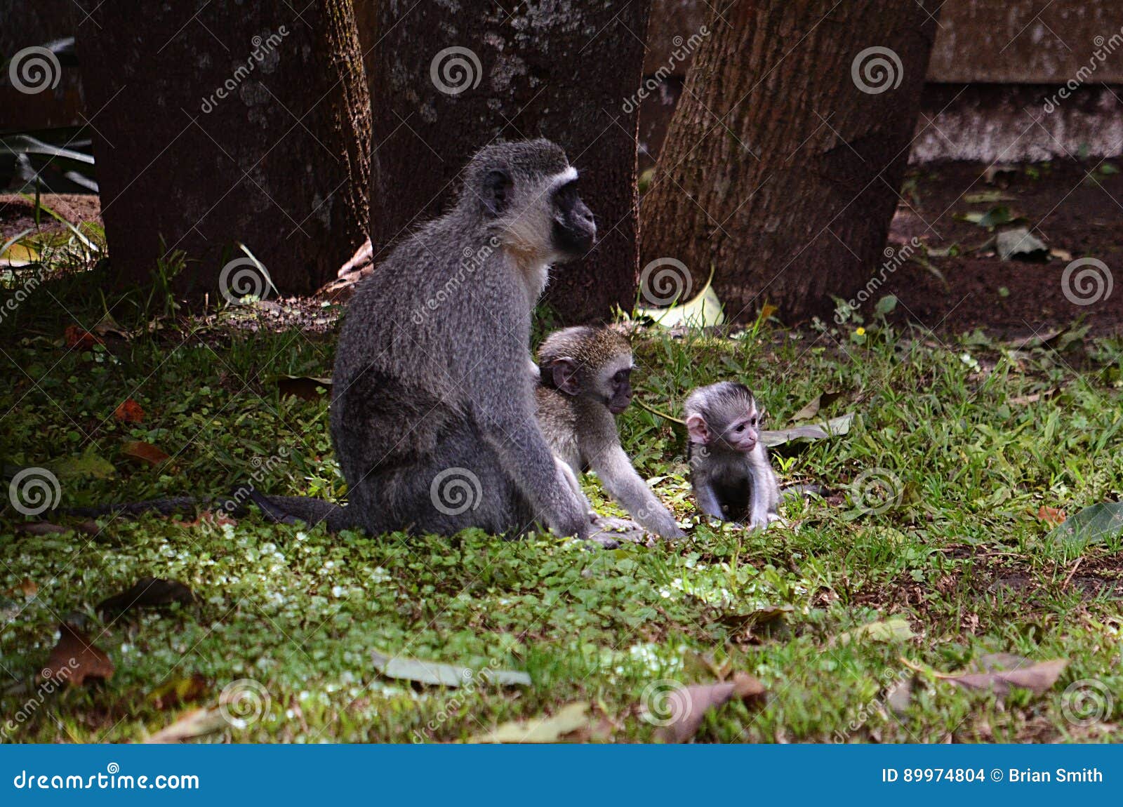 A monkey family stock photo. Image of family, monkey - 89974804