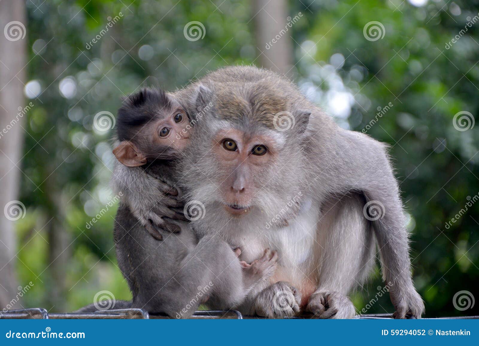 Monkey family stock photo. Image of facial, animal, close - 59294052