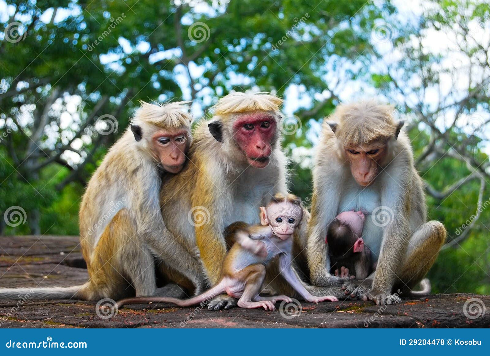 Monkey Family at Sigiriya, Sri Lanka Stock Photo - Image of monkey ...