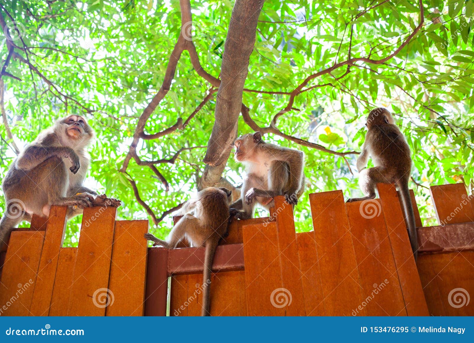 Monkey Family Sitting on a Fence Stock Image - Image of jungle, black ...