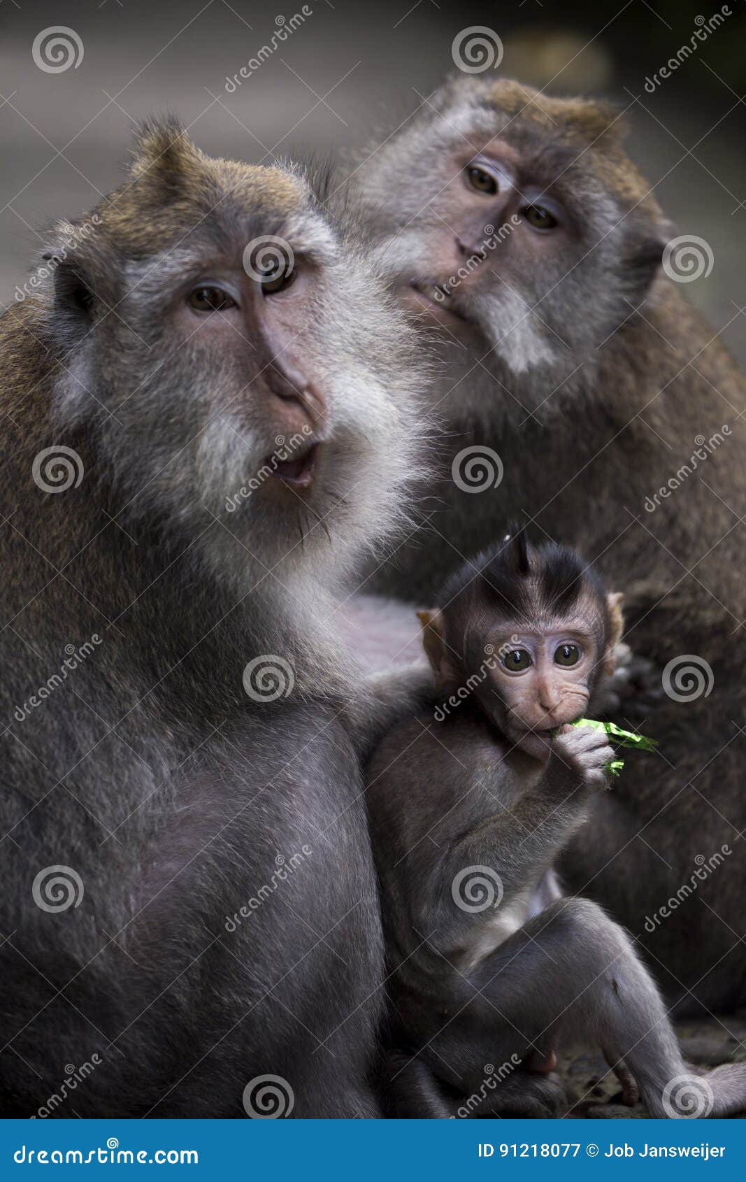 A monkey family stock image. Image of long, face, little - 91218077